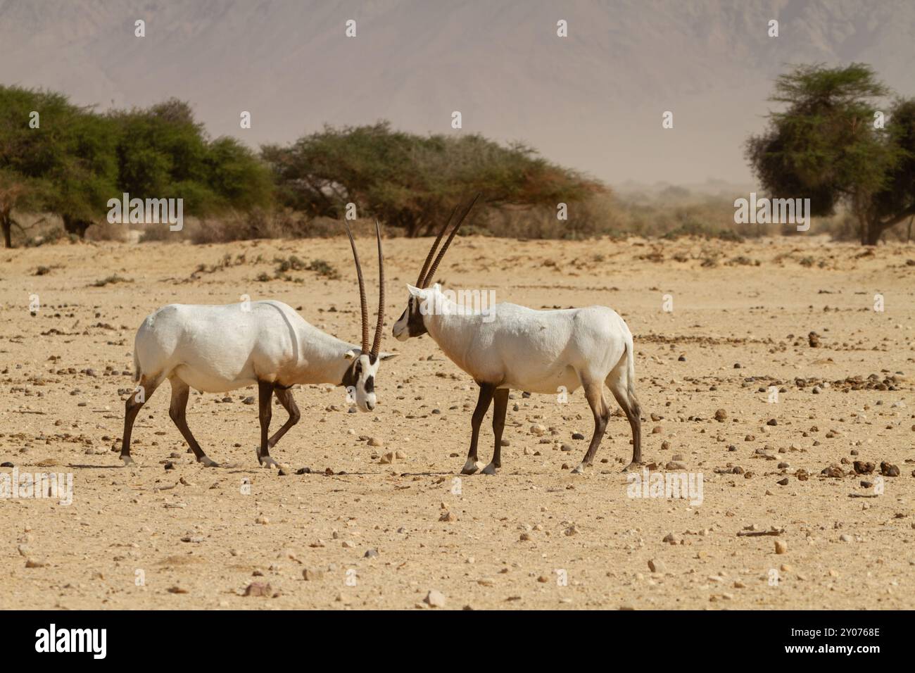Arabian oryx or white oryx (Oryx leucoryx Stock Photo - Alamy