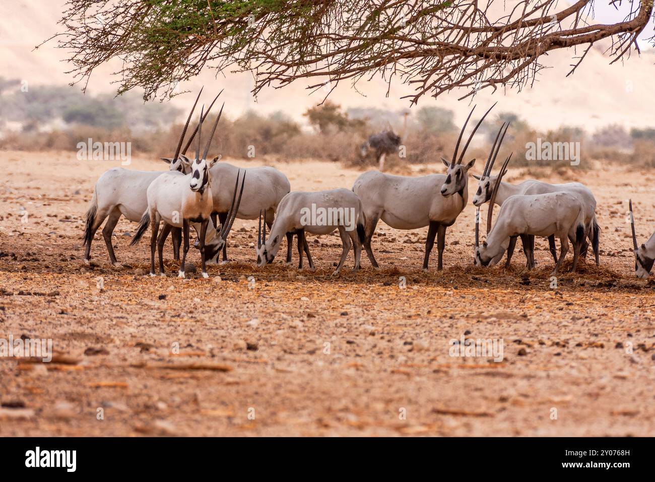 Arabian oryx or white oryx (Oryx leucoryx Stock Photo - Alamy