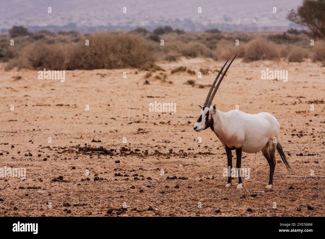 Arabian oryx or white oryx (Oryx leucoryx Stock Photo - Alamy