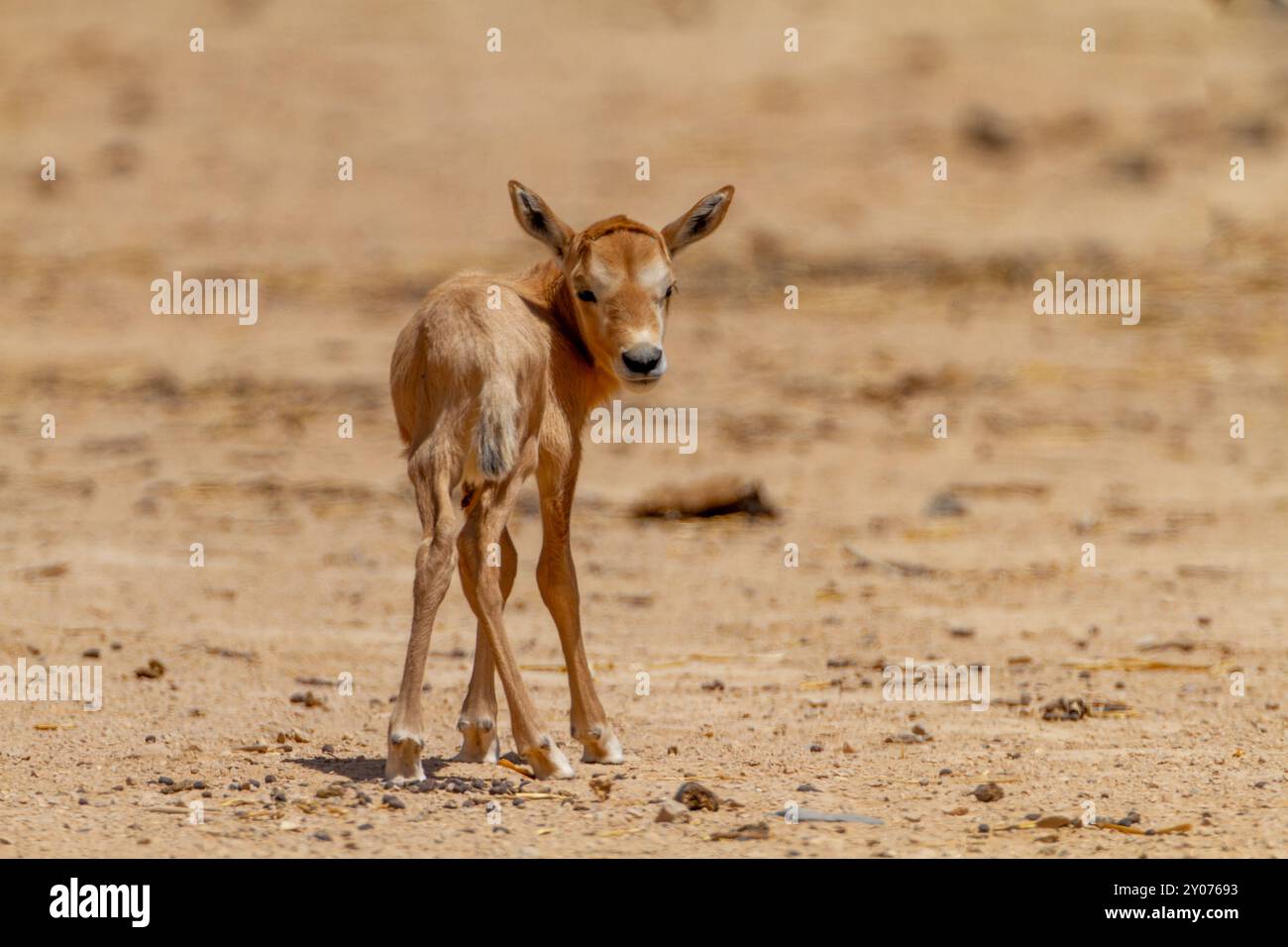 New born Arabian oryx or white oryx (Oryx leucoryx Stock Photo - Alamy