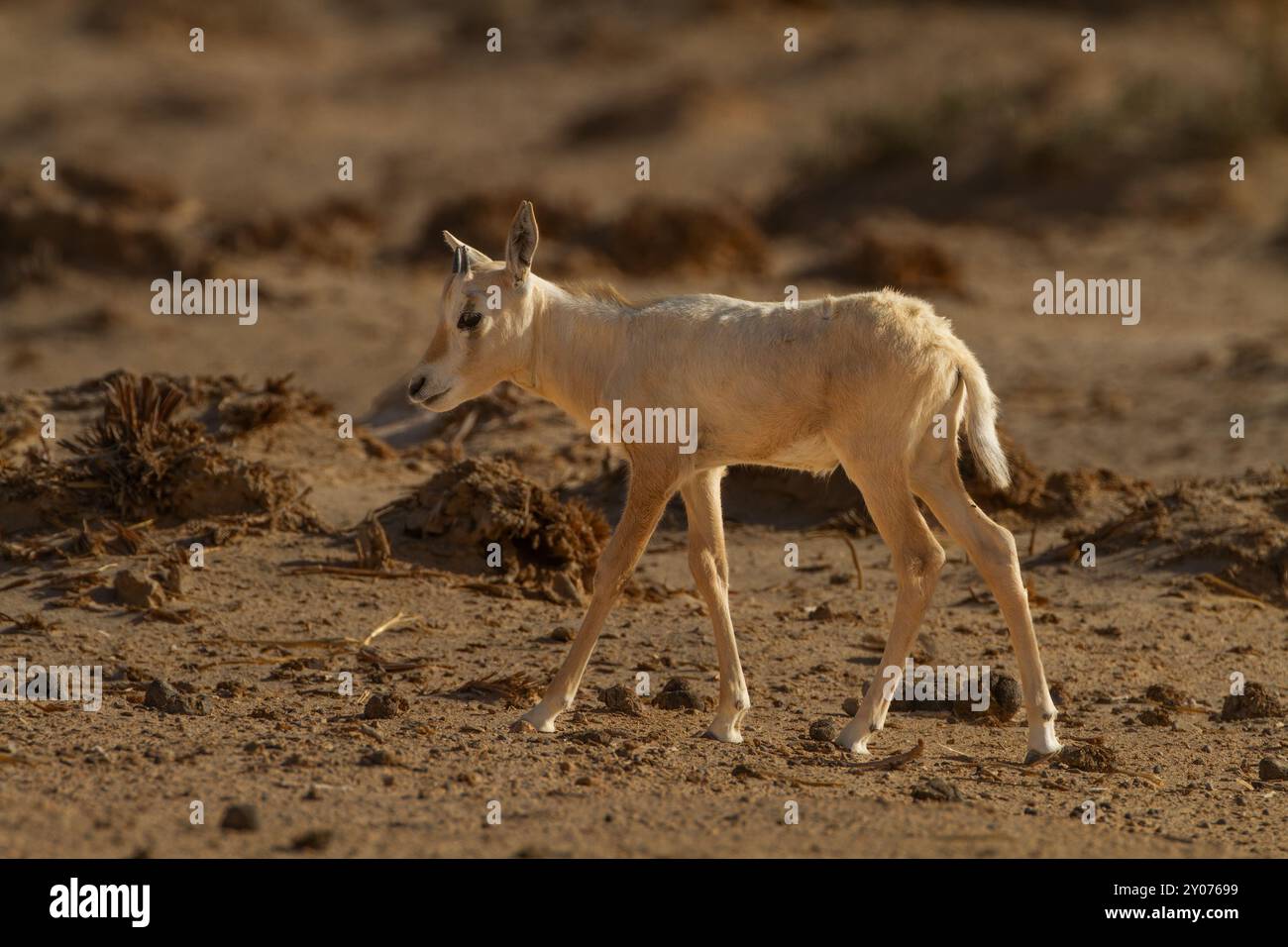 New born Arabian oryx or white oryx (Oryx leucoryx Stock Photo - Alamy