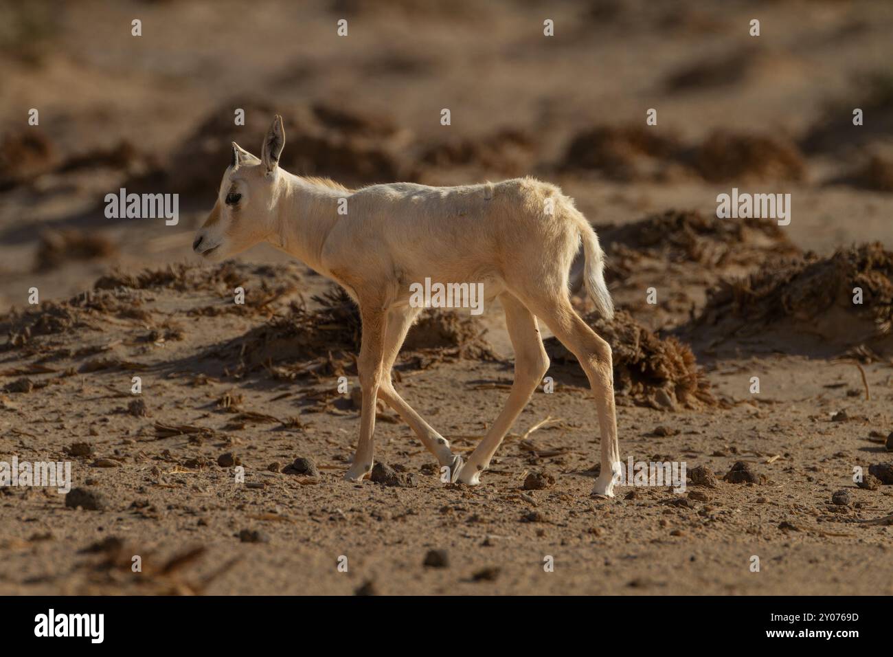 New born Arabian oryx or white oryx (Oryx leucoryx Stock Photo - Alamy