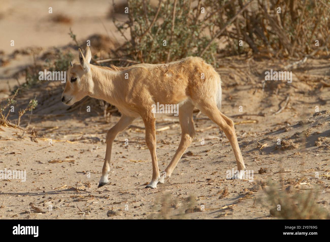 Arabian oryx reintroduction hi-res stock photography and images - Alamy