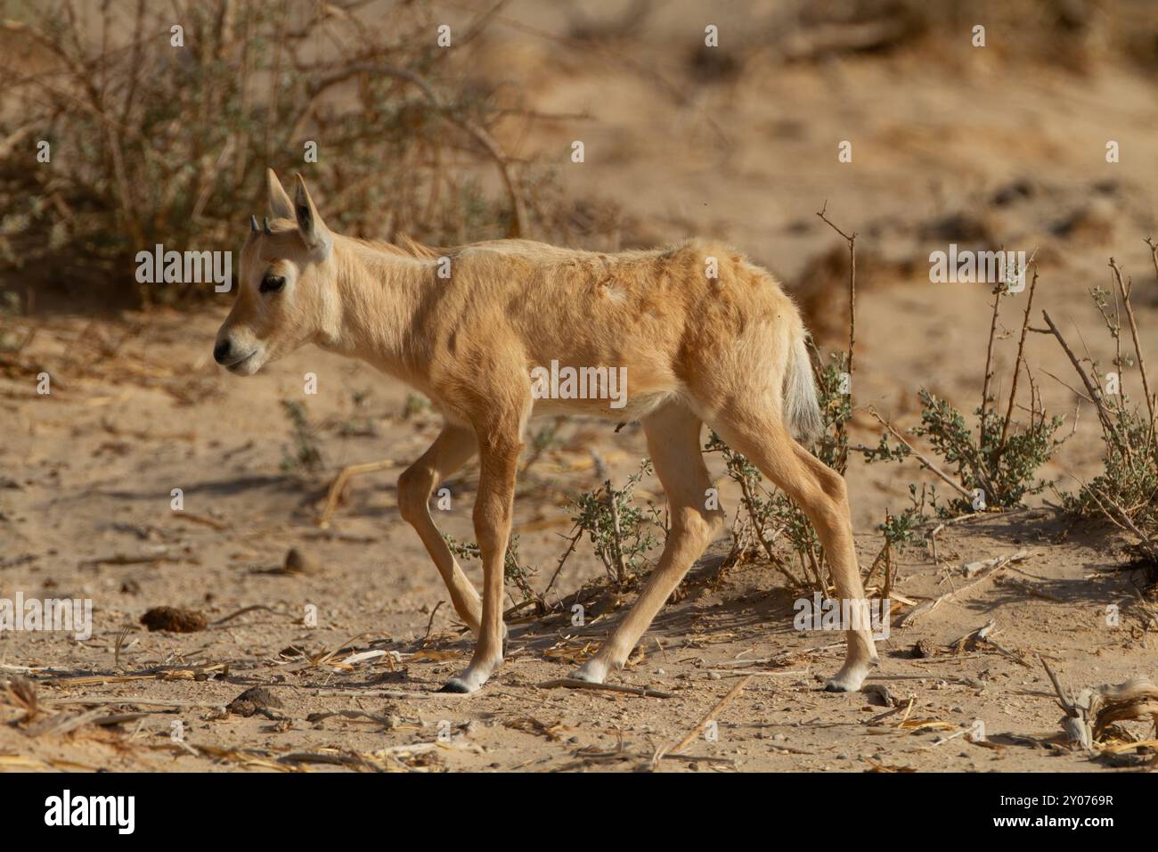 New born Arabian oryx or white oryx (Oryx leucoryx Stock Photo - Alamy