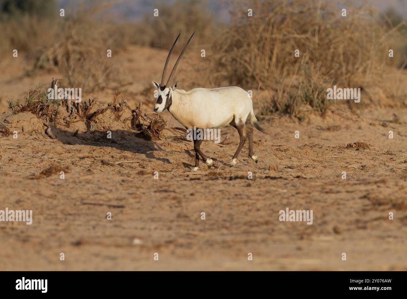 Arabian oryx or white oryx (Oryx leucoryx Stock Photo - Alamy