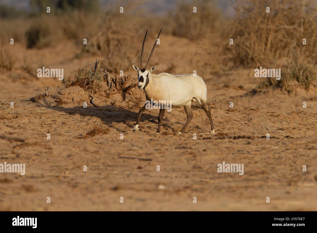 Arabian oryx or white oryx (Oryx leucoryx Stock Photo - Alamy