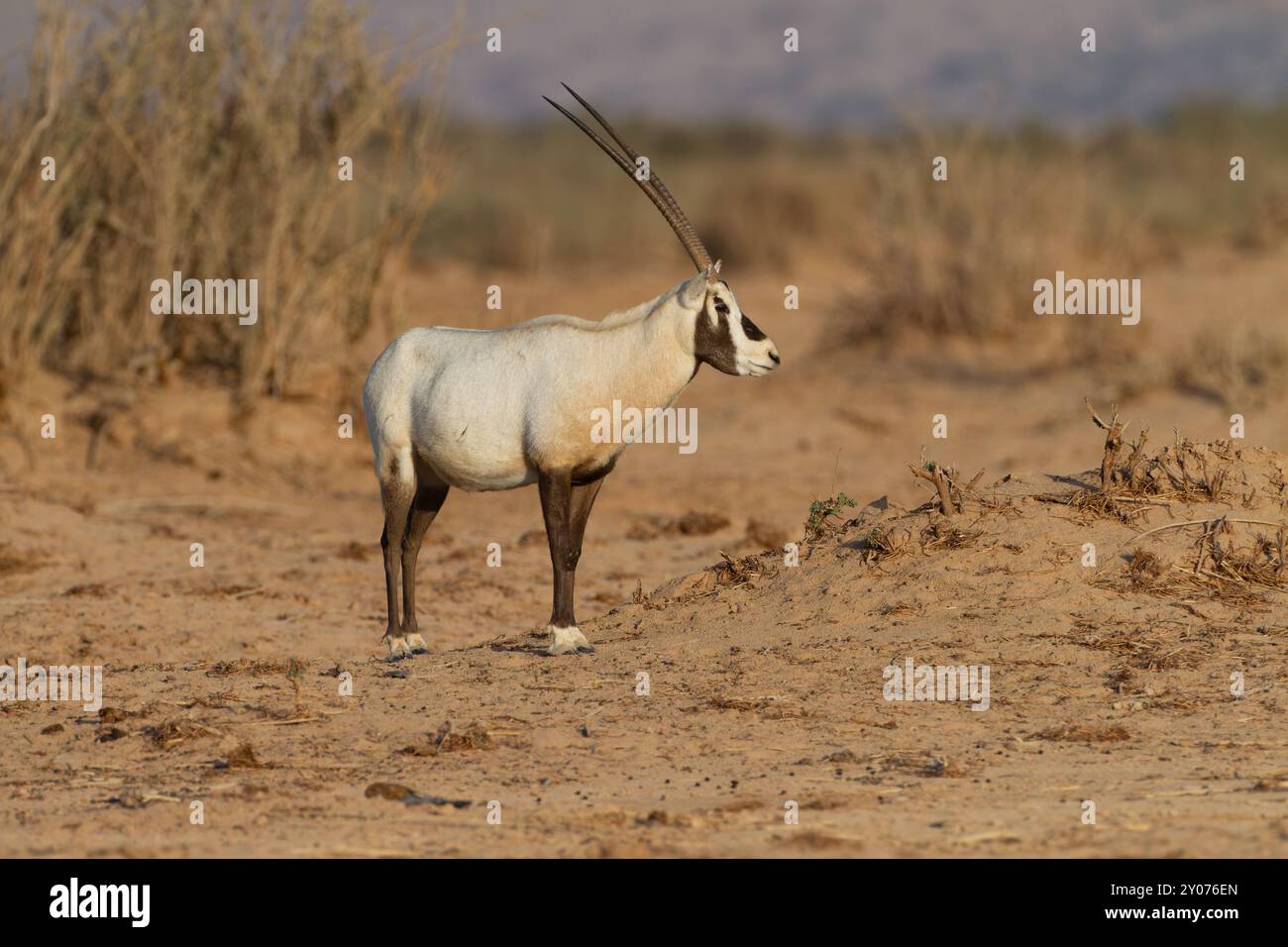 Arabian oryx or white oryx (Oryx leucoryx Stock Photo - Alamy