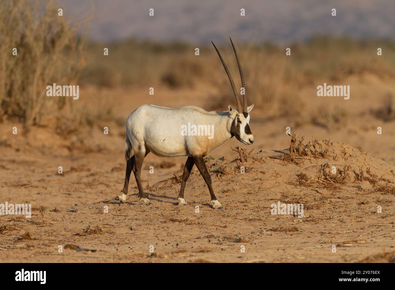 Arabian oryx or white oryx (Oryx leucoryx Stock Photo - Alamy