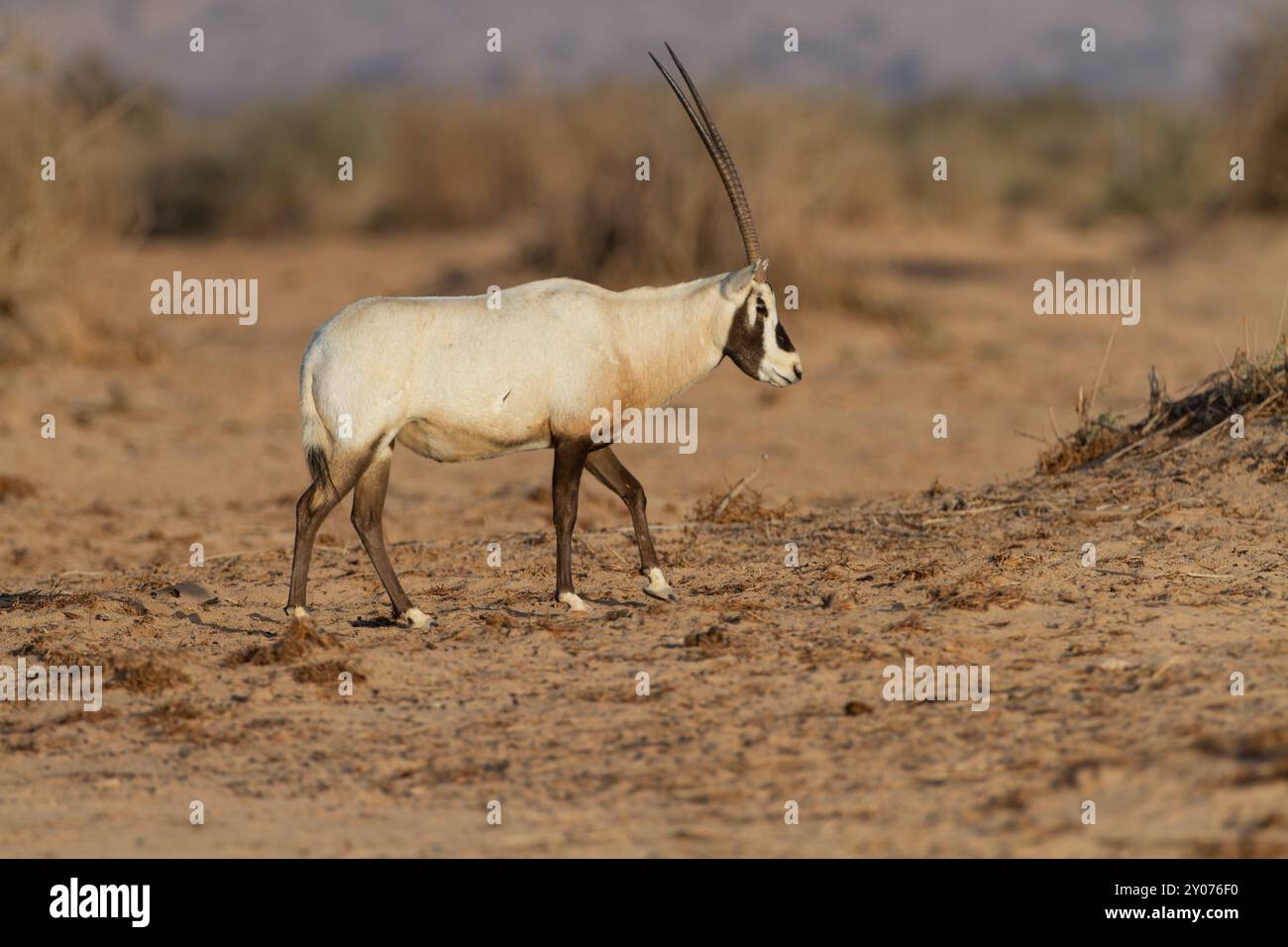 Arabian oryx or white oryx (Oryx leucoryx Stock Photo - Alamy