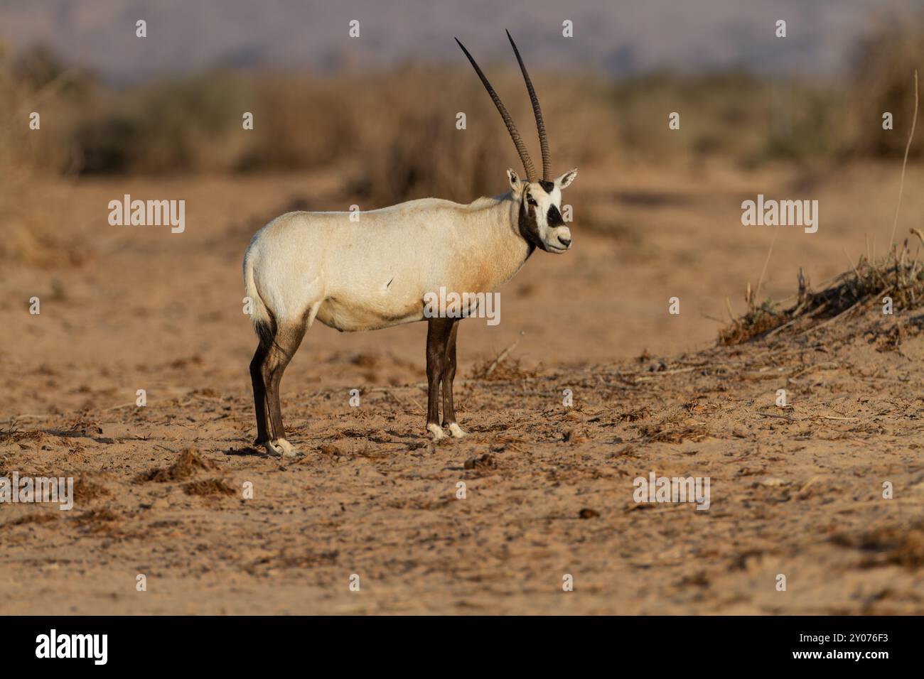 Arabian oryx or white oryx (Oryx leucoryx Stock Photo - Alamy