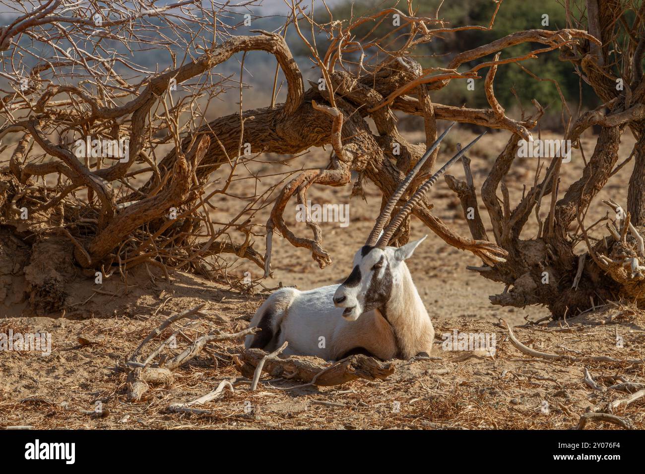 Arabian oryx or white oryx (Oryx leucoryx Stock Photo - Alamy