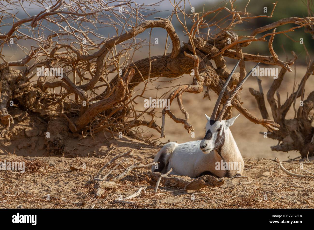 Arabian oryx or white oryx (Oryx leucoryx Stock Photo - Alamy