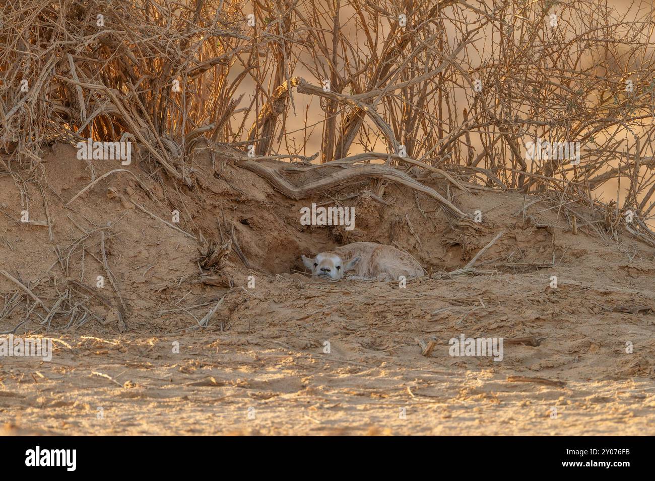 New born Arabian oryx or white oryx (Oryx leucoryx Stock Photo - Alamy