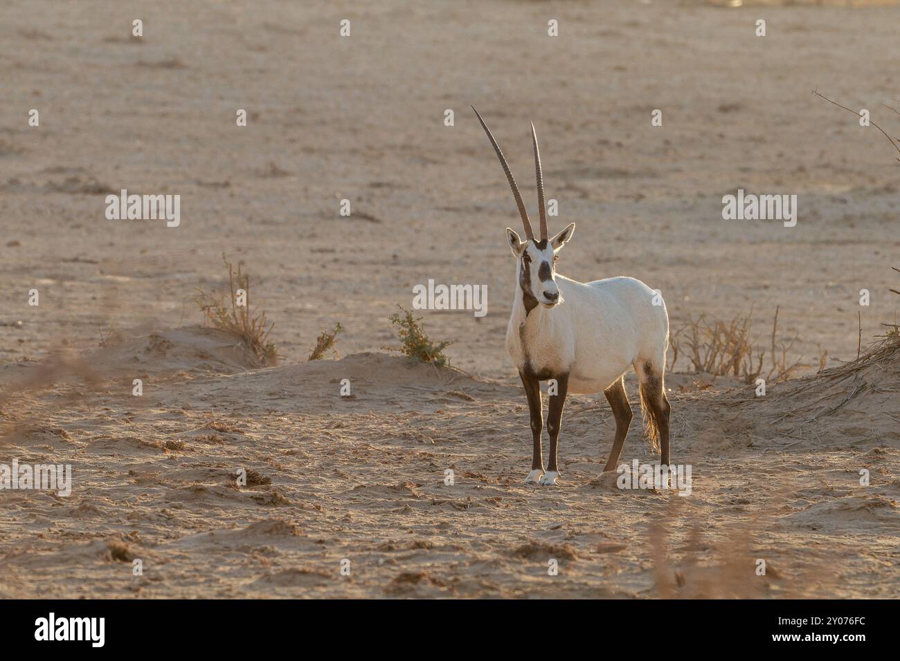 Arabian oryx or white oryx (Oryx leucoryx Stock Photo - Alamy