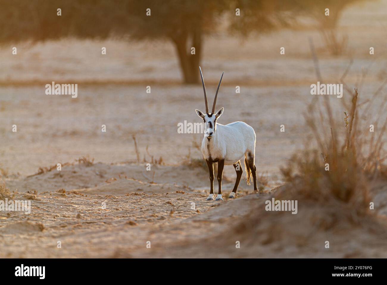 Arabian oryx or white oryx (Oryx leucoryx Stock Photo - Alamy