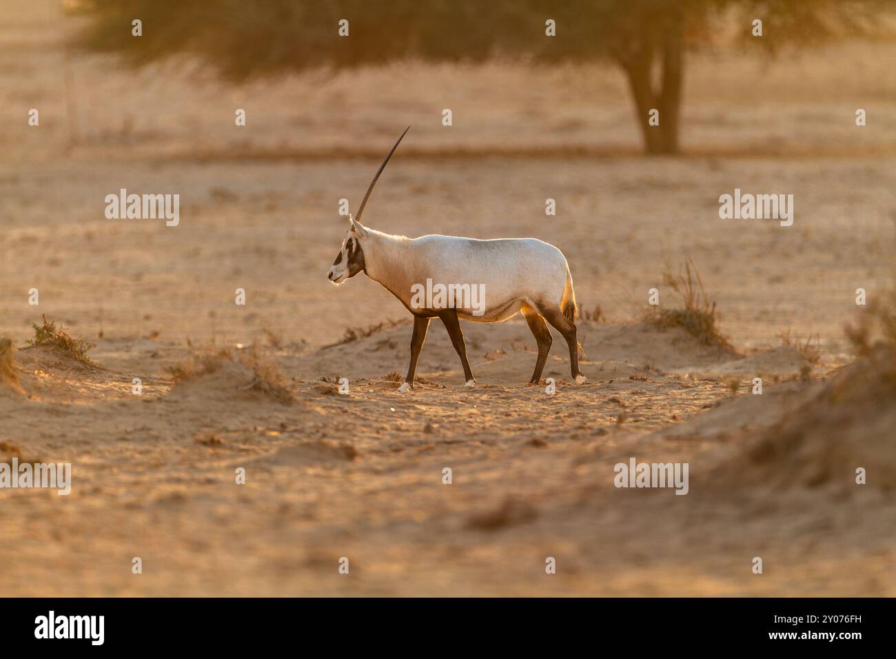 Arabian oryx or white oryx (Oryx leucoryx Stock Photo - Alamy