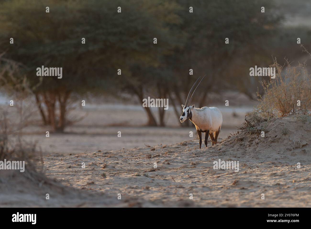 Arabian oryx or white oryx (Oryx leucoryx Stock Photo - Alamy