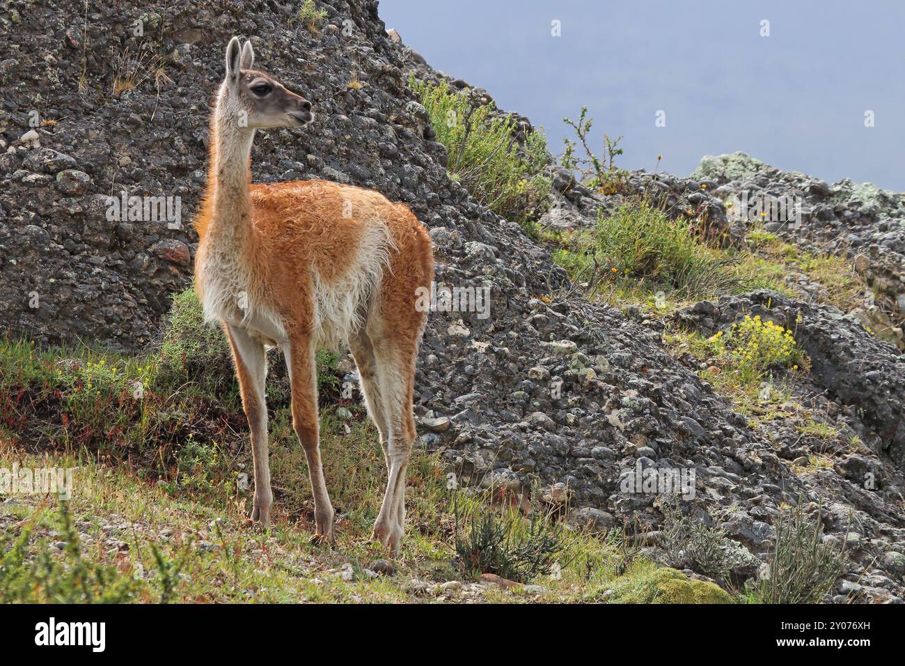 Guanaco lama guanicoe stand hi-res stock photography and images - Alamy