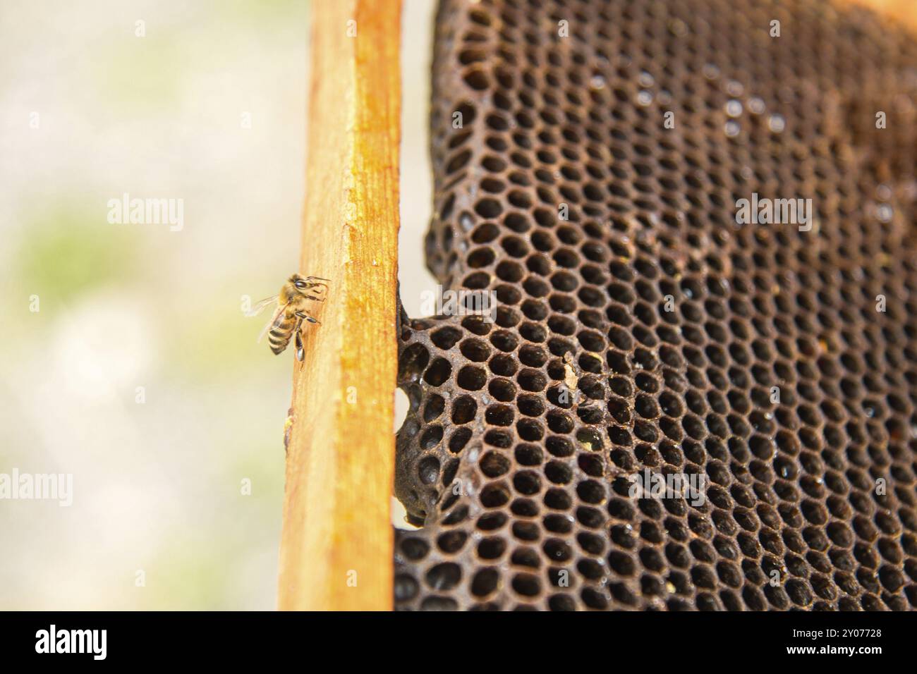 Dead bees, covered with dust and mites on an empty honeycomb from a ...
