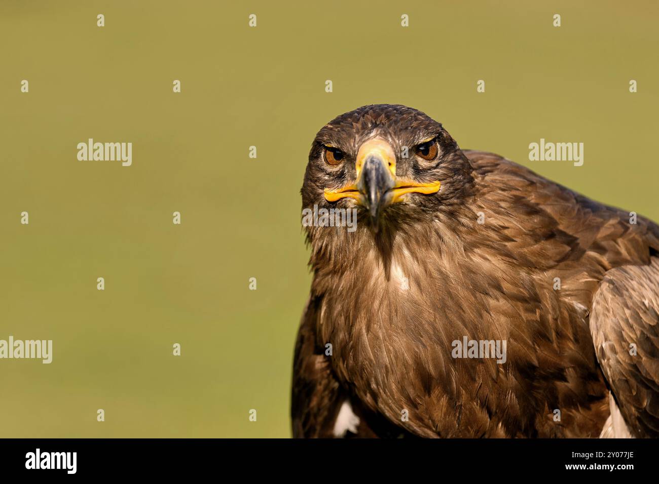 Steppe eagle fighting hi-res stock photography and images - Alamy