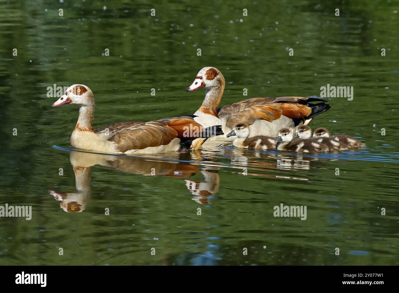 Geese as guards hi-res stock photography and images - Alamy