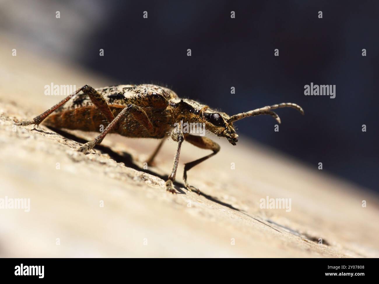 Pincer bugs hi-res stock photography and images - Alamy