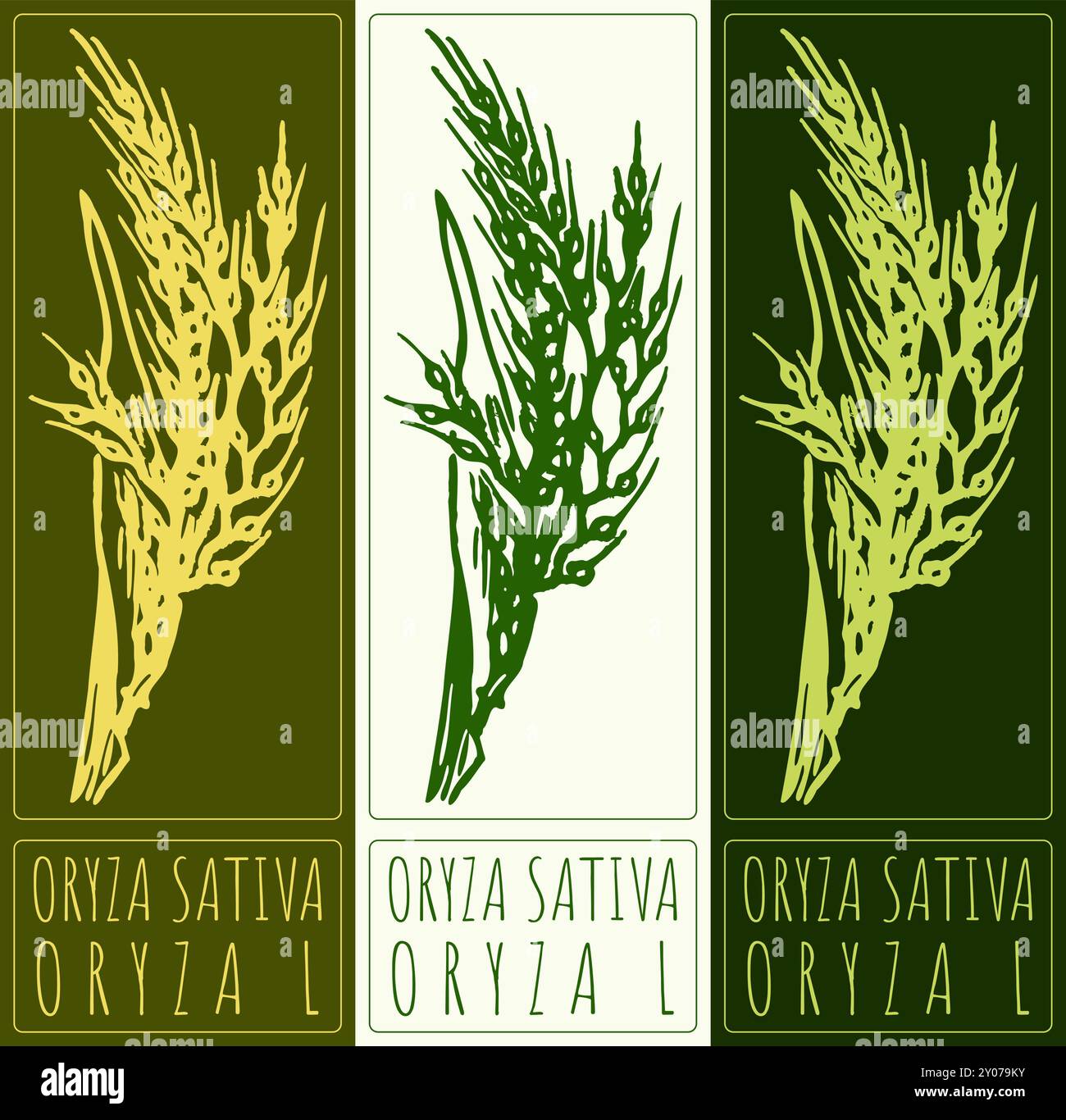 Vector drawing ORYZA SATIVA. Hand drawn illustration. Latin name is ...
