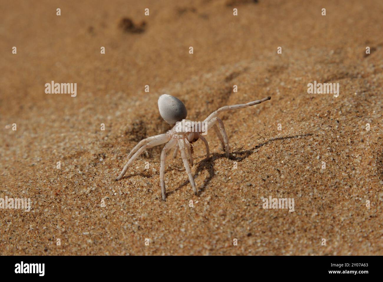 Golden Cartwheeling Spider (Carparachne aureoflava), lives in the Namib ...