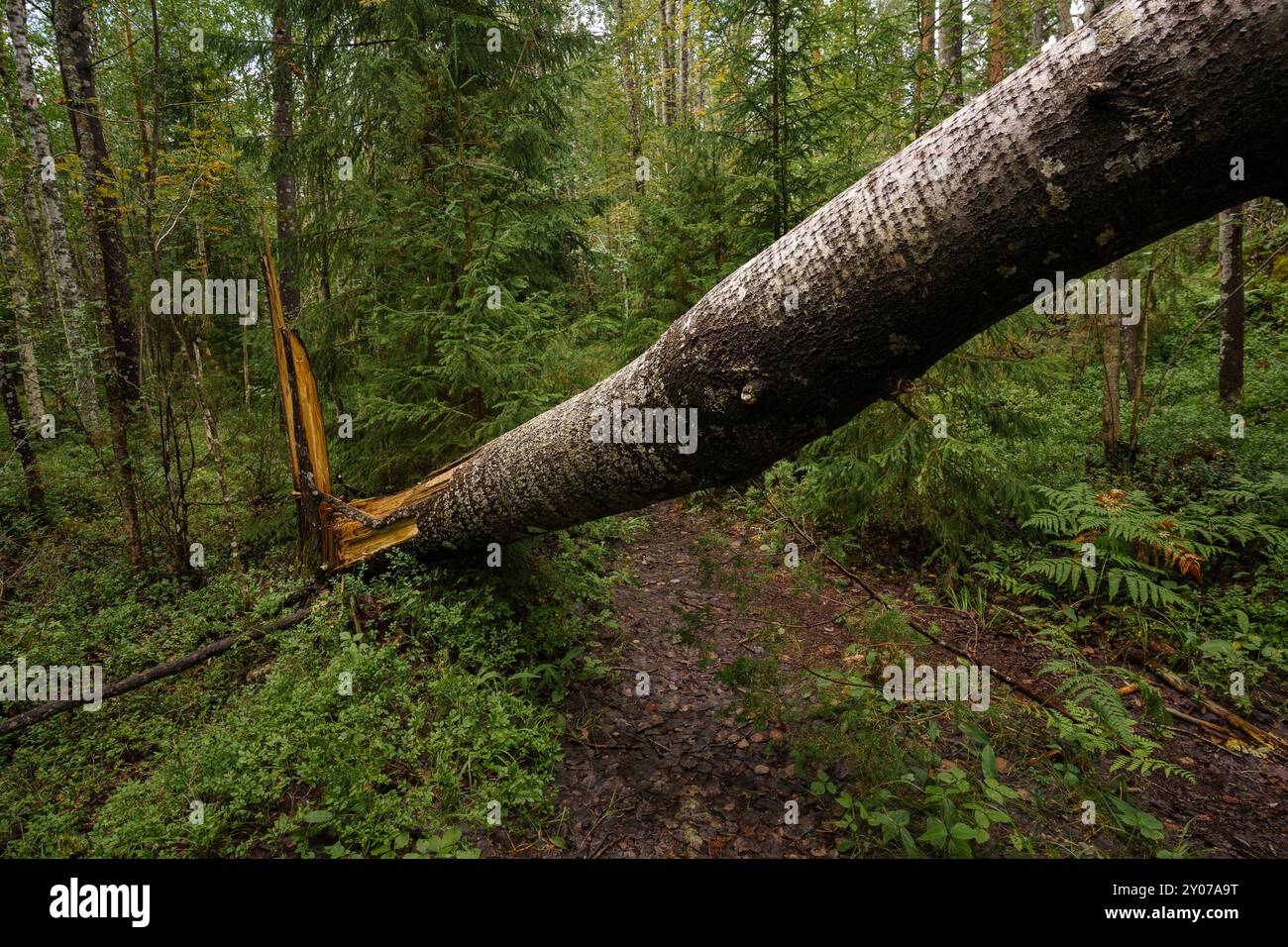 Fallen tree across hiking path in a Finnish forest Stock Photo - Alamy