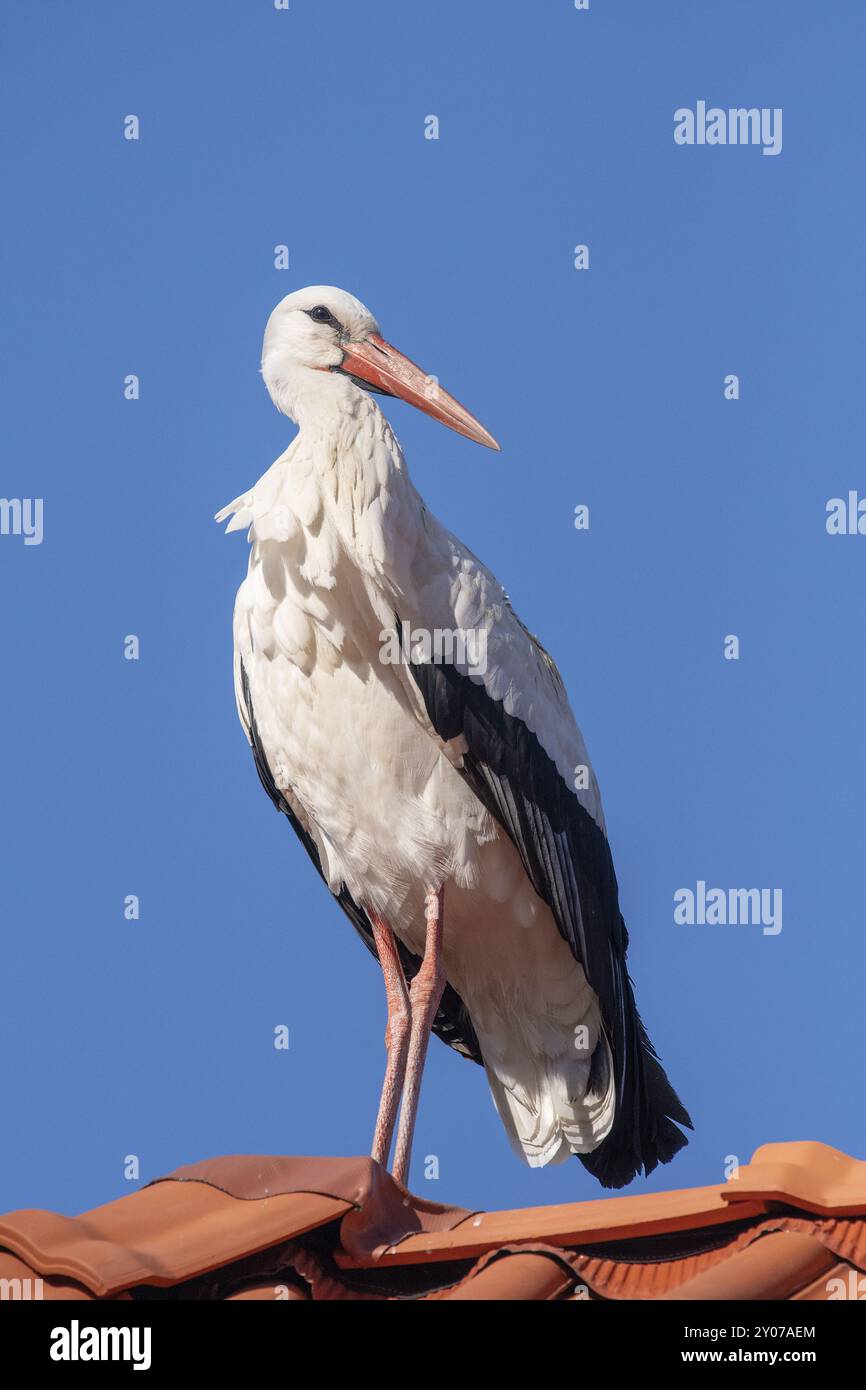 White stork standing on a tiled roof and keeping a lookout, Lower ...