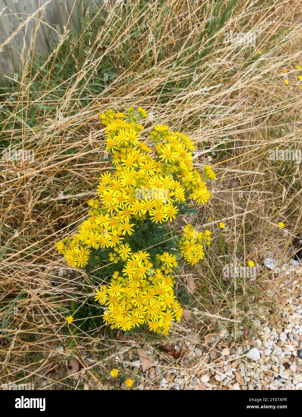 Common daisy weed hi-res stock photography and images - Alamy
