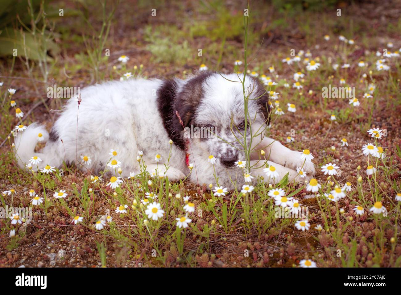 Cute white and black bulgarian sheep dog puppy looking at the flower ...