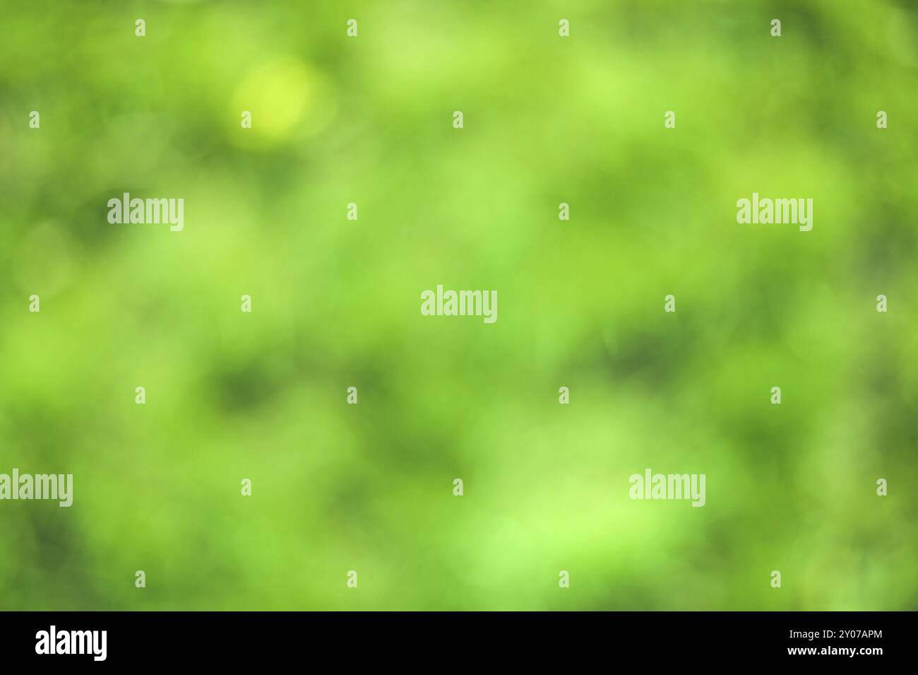 Blur background dream bokeh leaf sunny day background concept for ...
