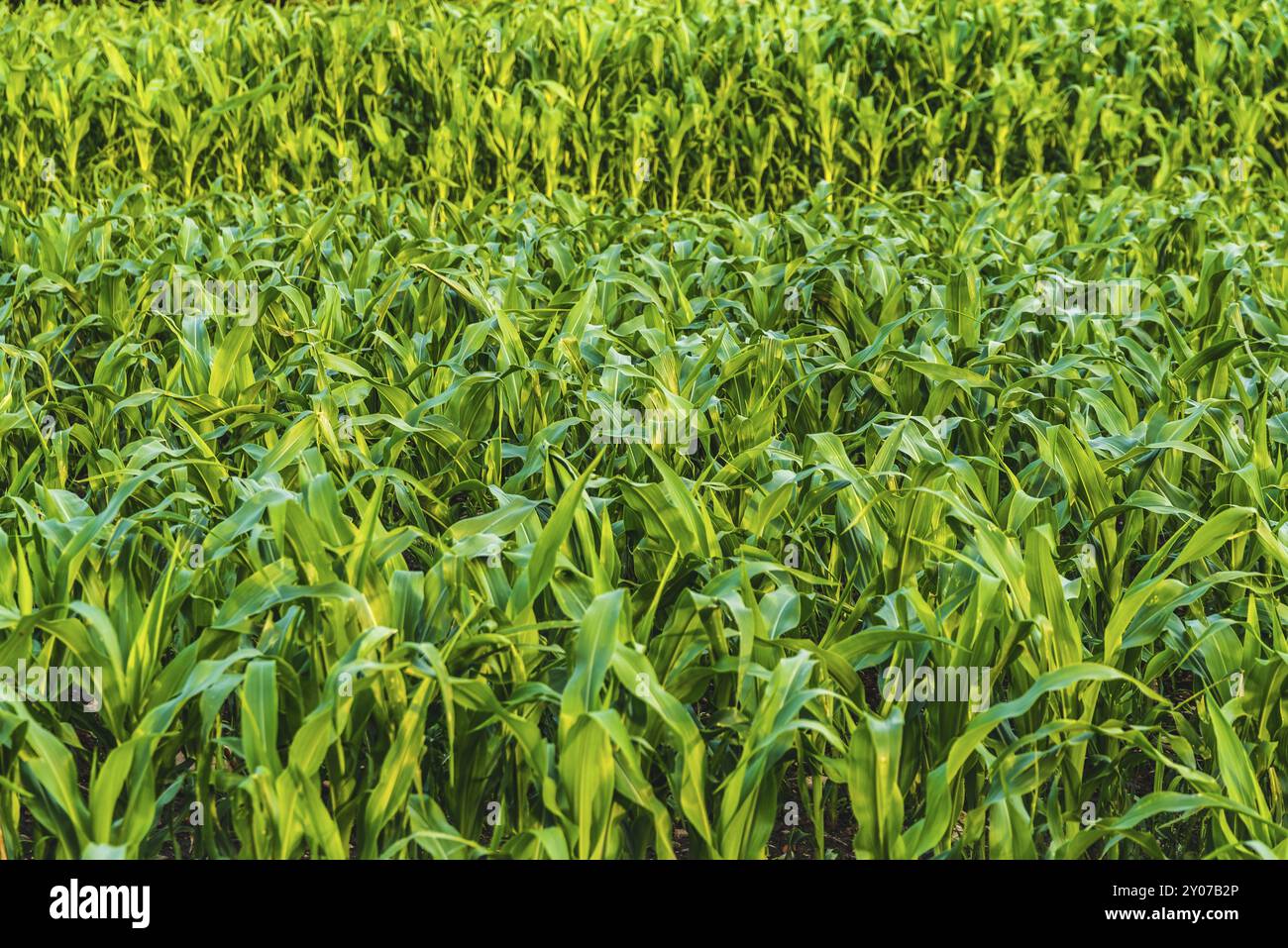 Green field of corn growing. Cultivated field, rows in pattern ...