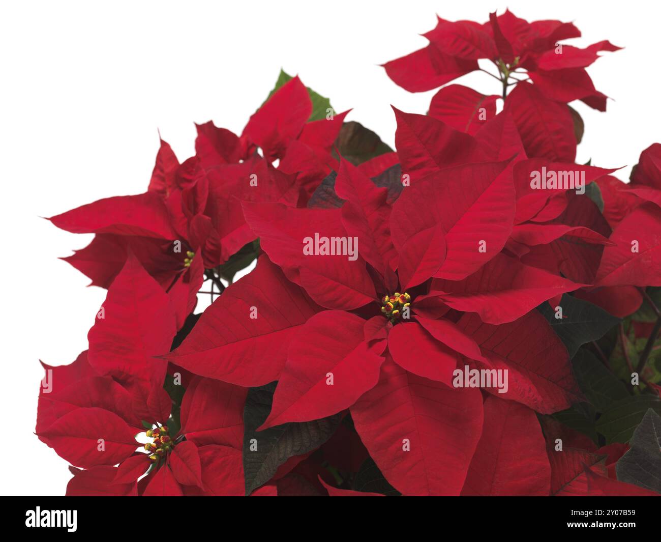 Poinsettia, red Christmas flower leaves isolated on white background ...