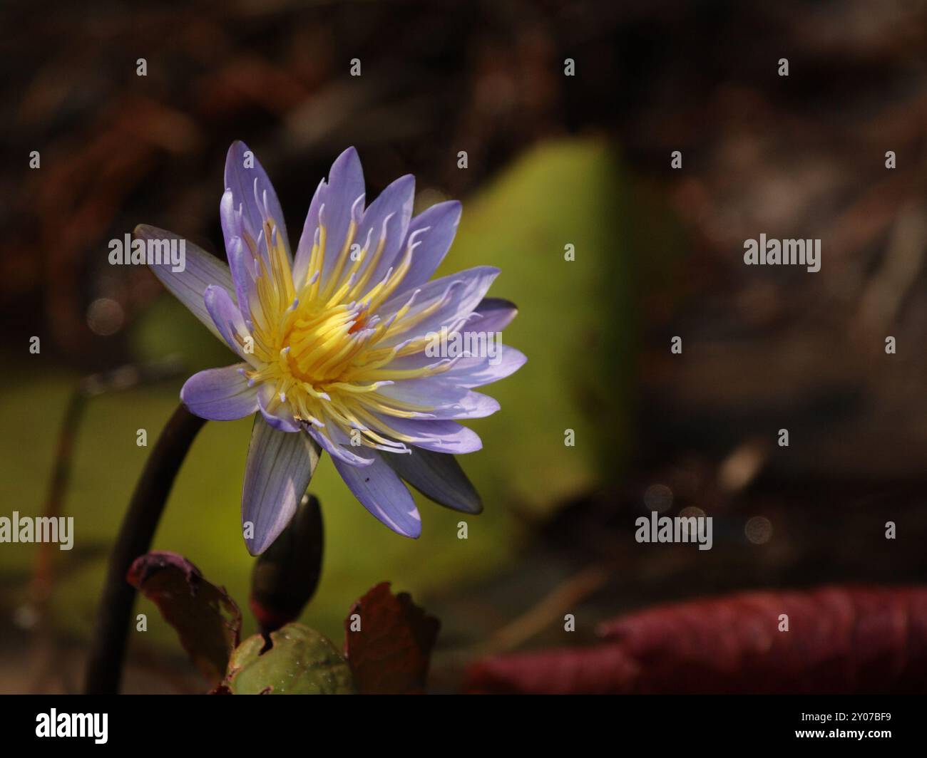Colourful flower growing on the river bank of the Okavango, Botswana ...