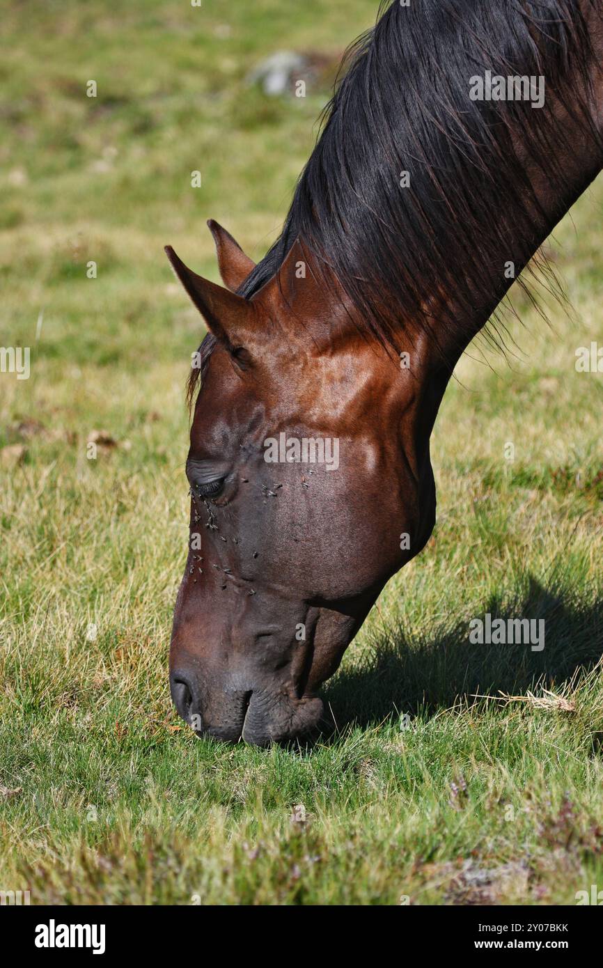 Cattle pests hi-res stock photography and images - Alamy