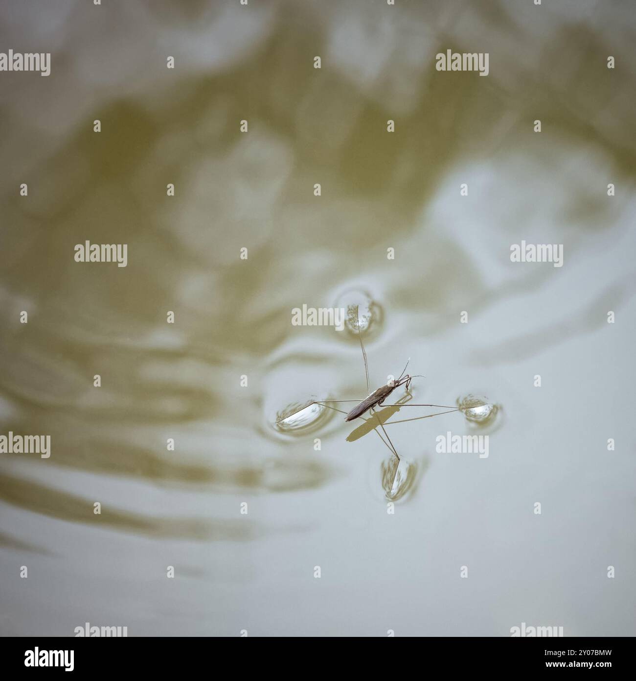 Water strider by the river Stock Photo - Alamy