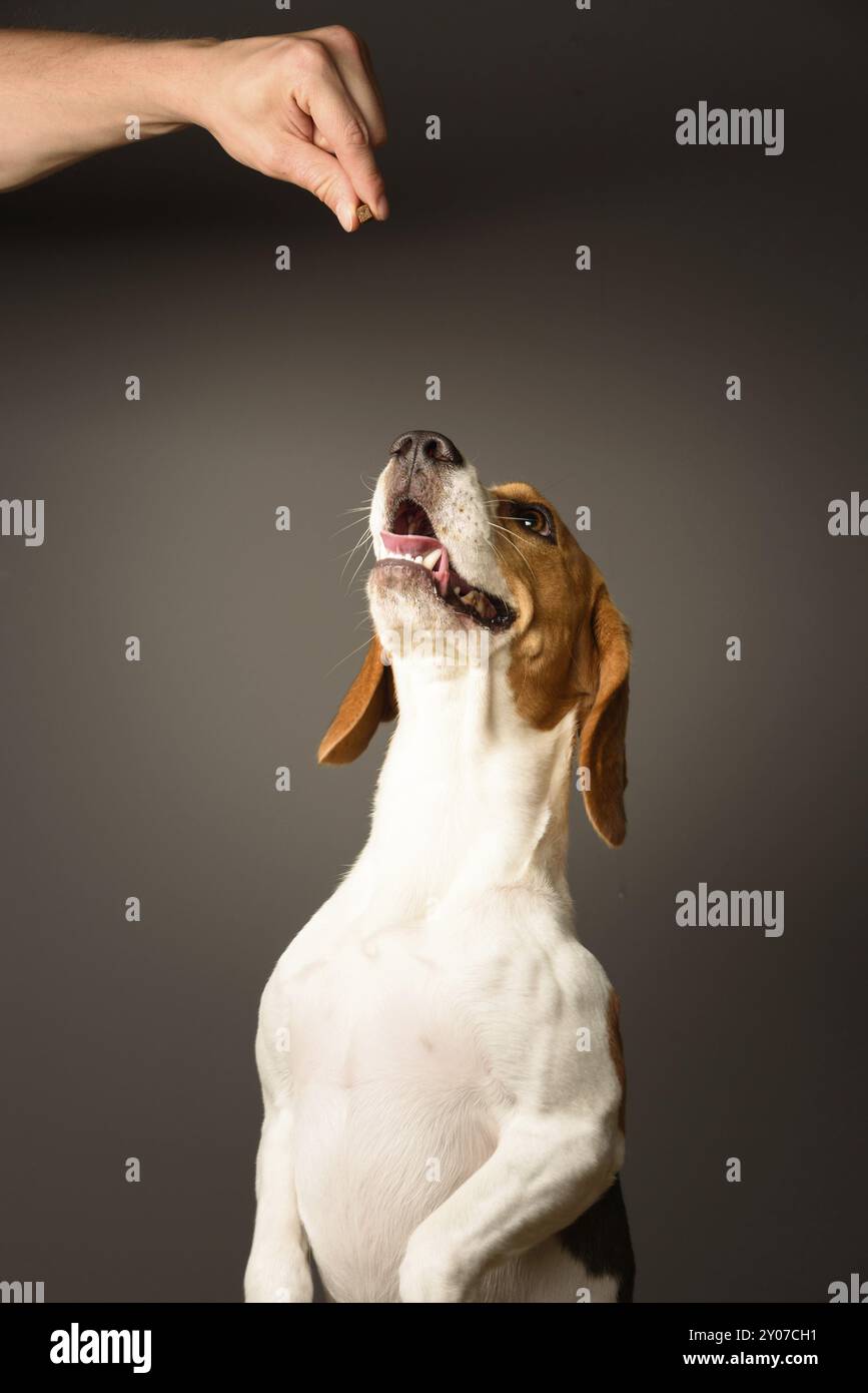 Beagle dog on a grey background standing on back legs, looking upwards ...