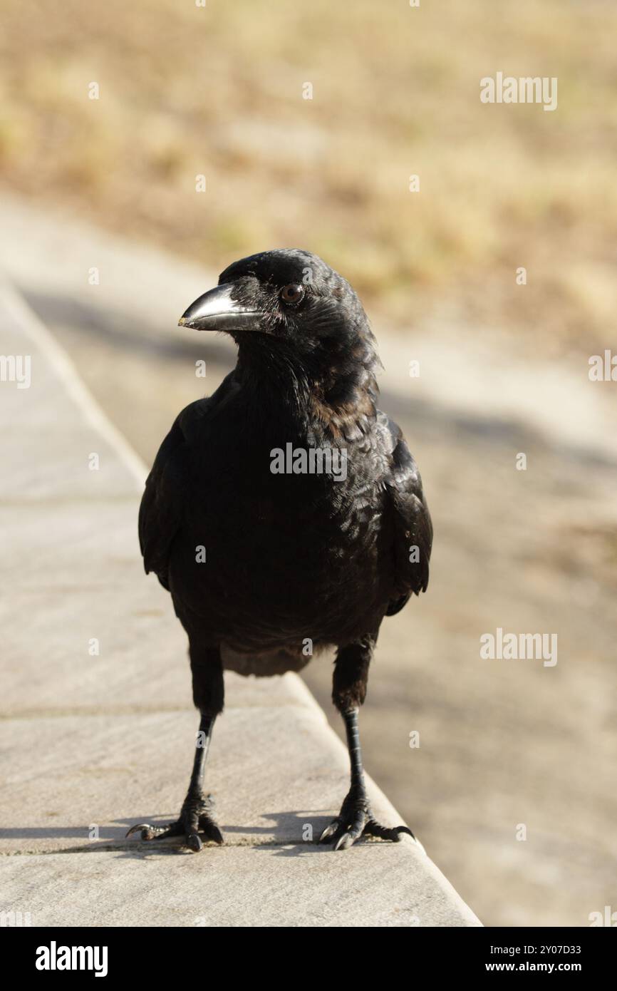 Young Salvadori Crow (Corvus orru) sitting on the ground on Bribie ...