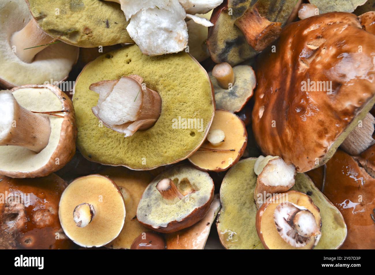 Edible fungi conservation hi-res stock photography and images - Alamy