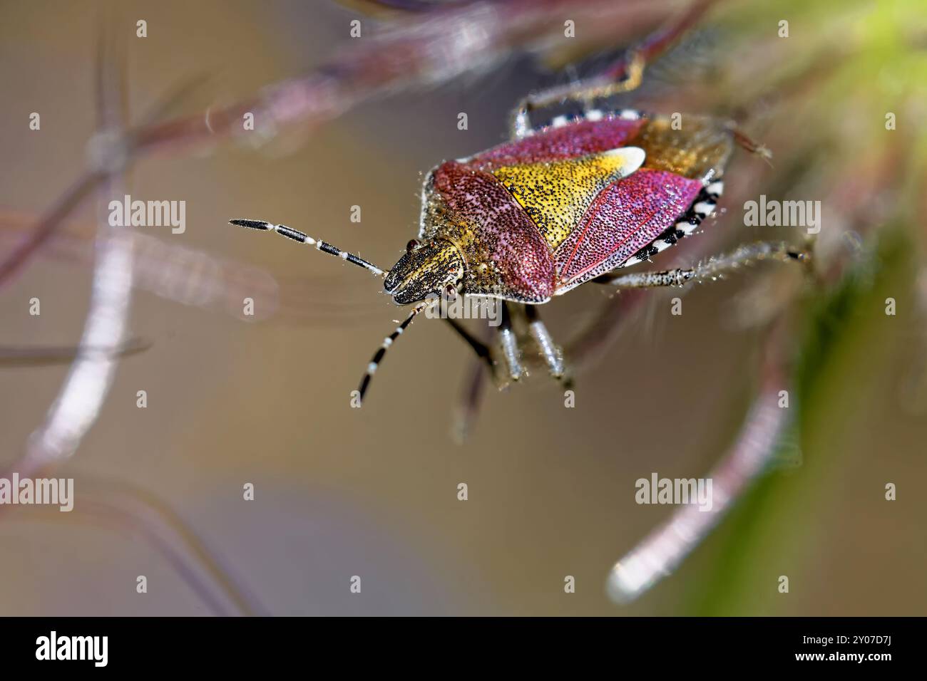 Shieldbug photograph hi-res stock photography and images - Alamy