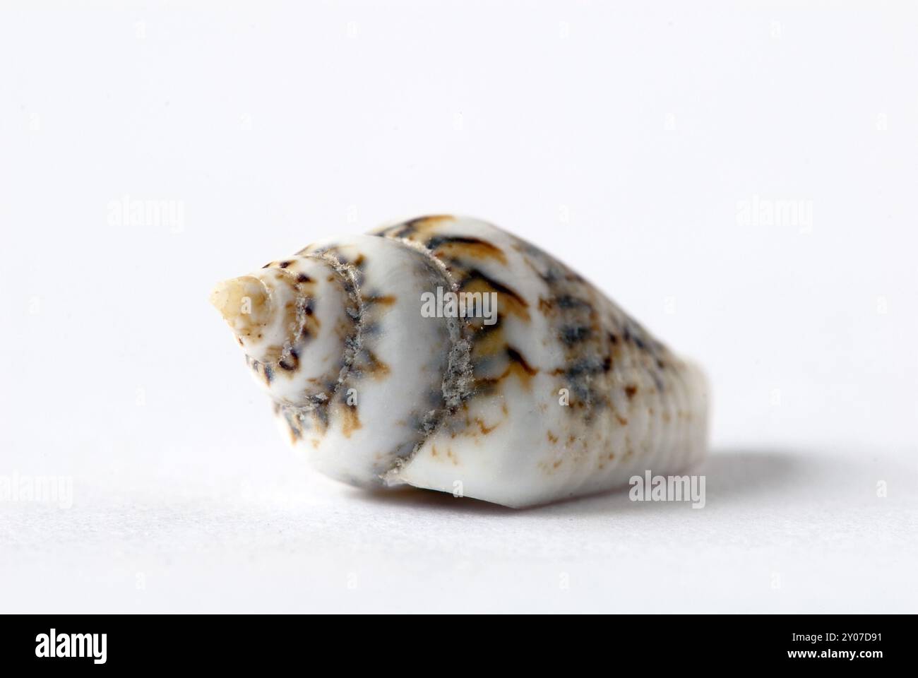 Scattered sea snail shells hi-res stock photography and images - Alamy
