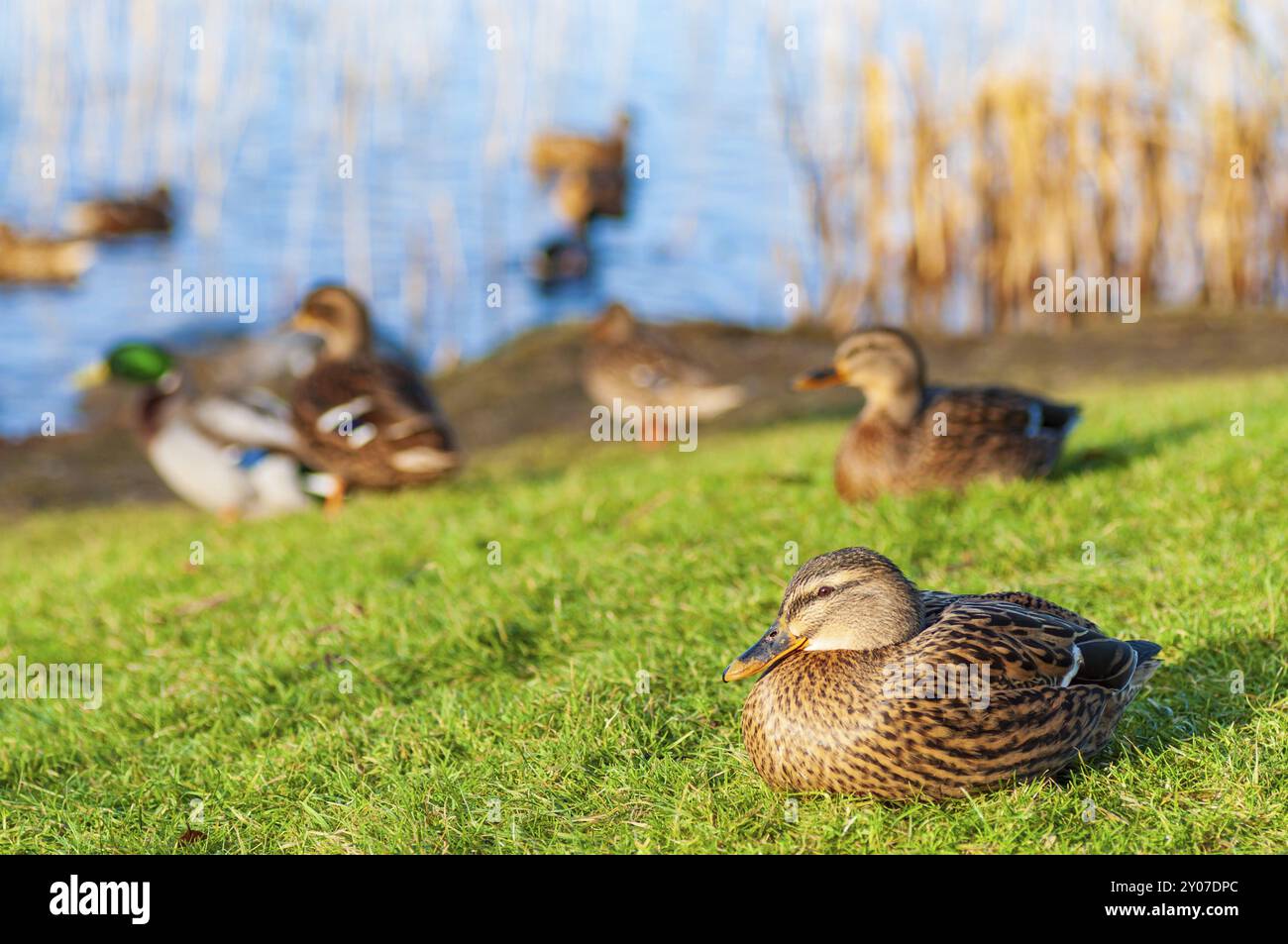 Wild ducks (Anas platyrhynchos) Mallard standing on the shore, female ...