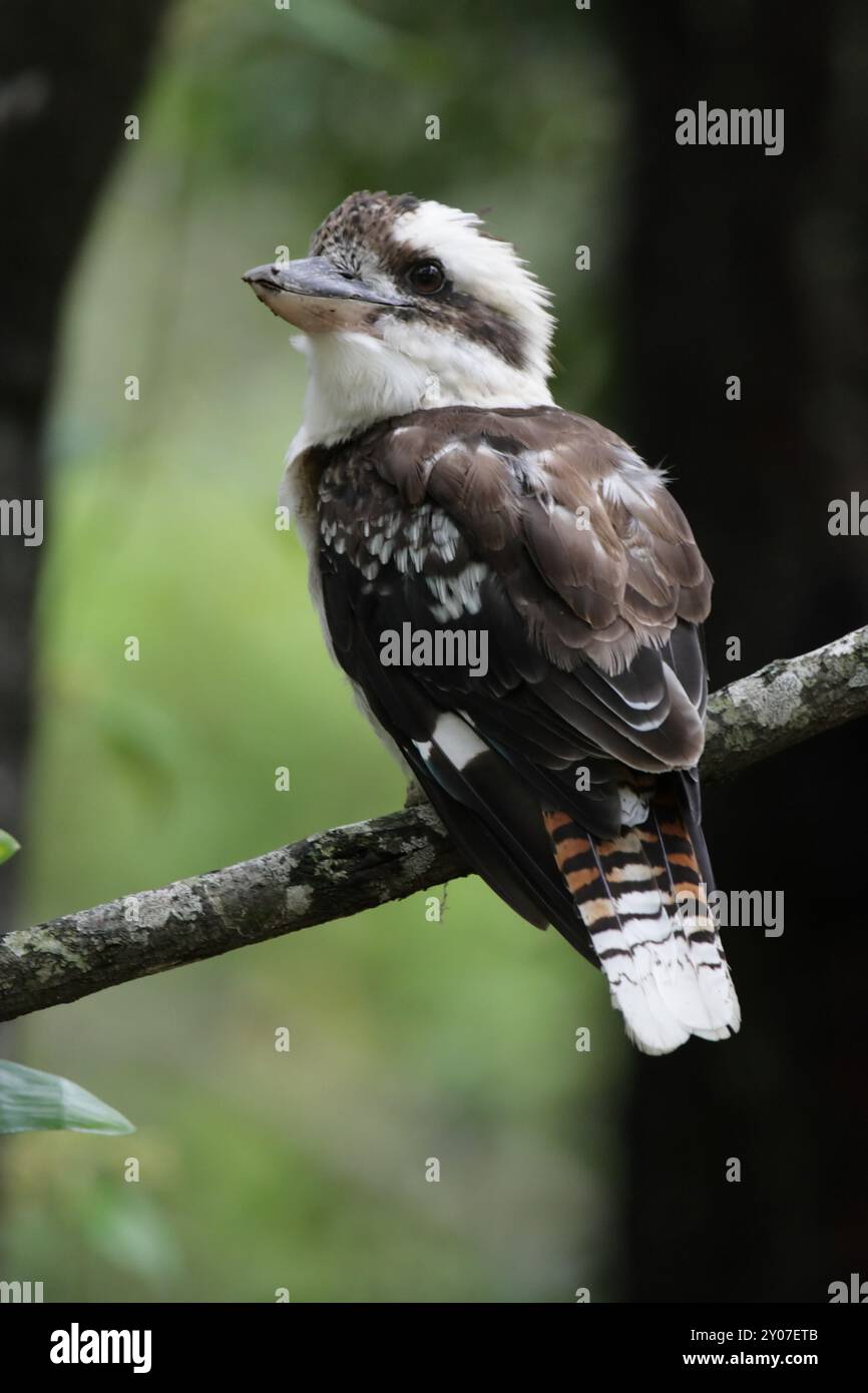 Hunter's Kingfisher (Dacelo novaeguineae) in Queensland, Australia ...