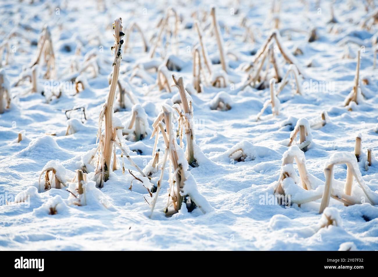 Harvested maize field in winter Stock Photo - Alamy