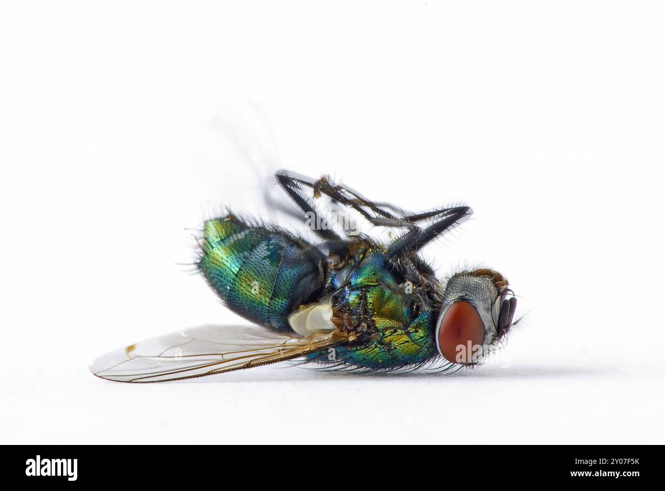 Blowfly lying on its back Stock Photo - Alamy