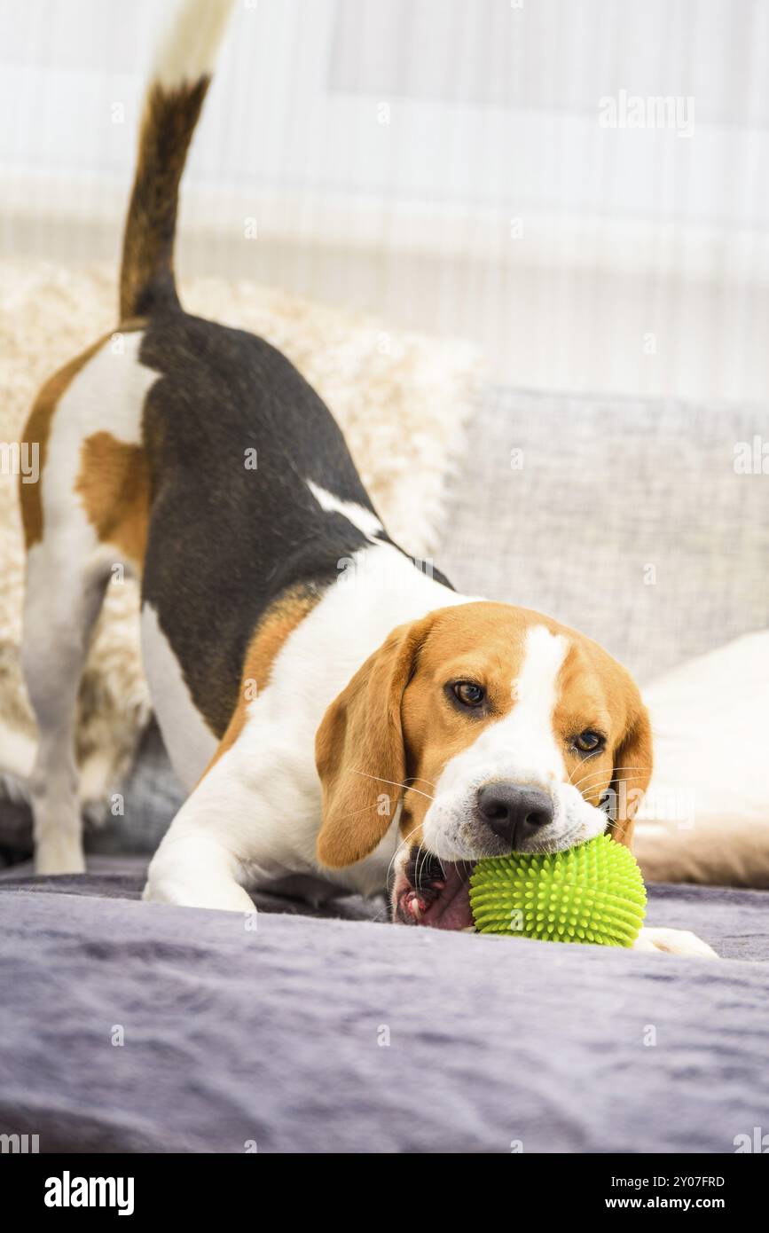 Beagle dog with a green ball on a couch playing Stock Photo - Alamy