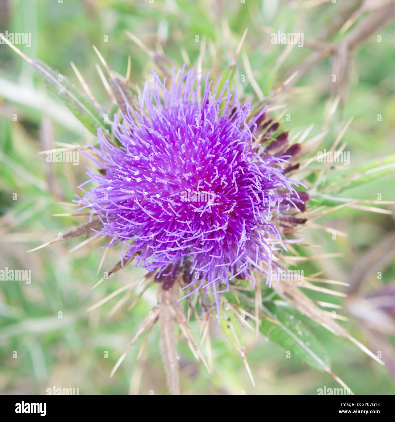 Mediterranean thistle galactites tomentosus hi-res stock photography ...