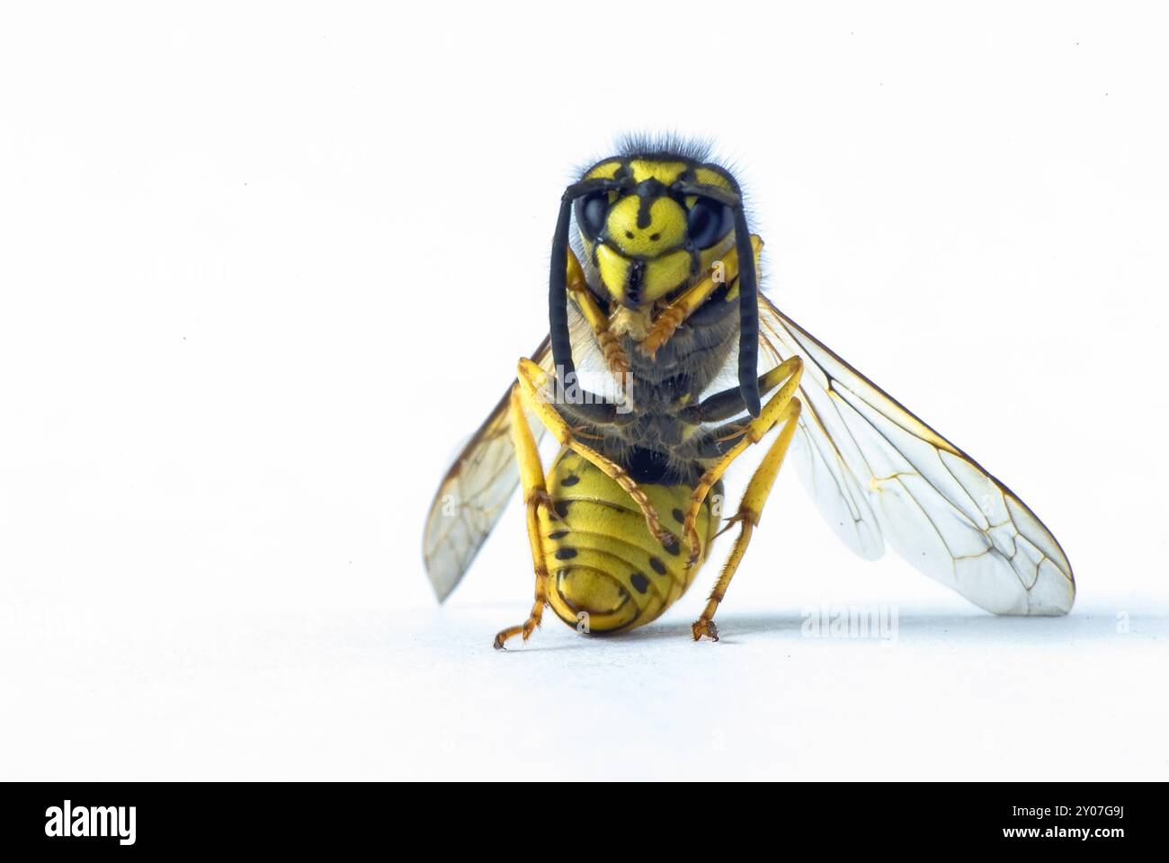 Striped bees Cut Out Stock Images & Pictures - Alamy